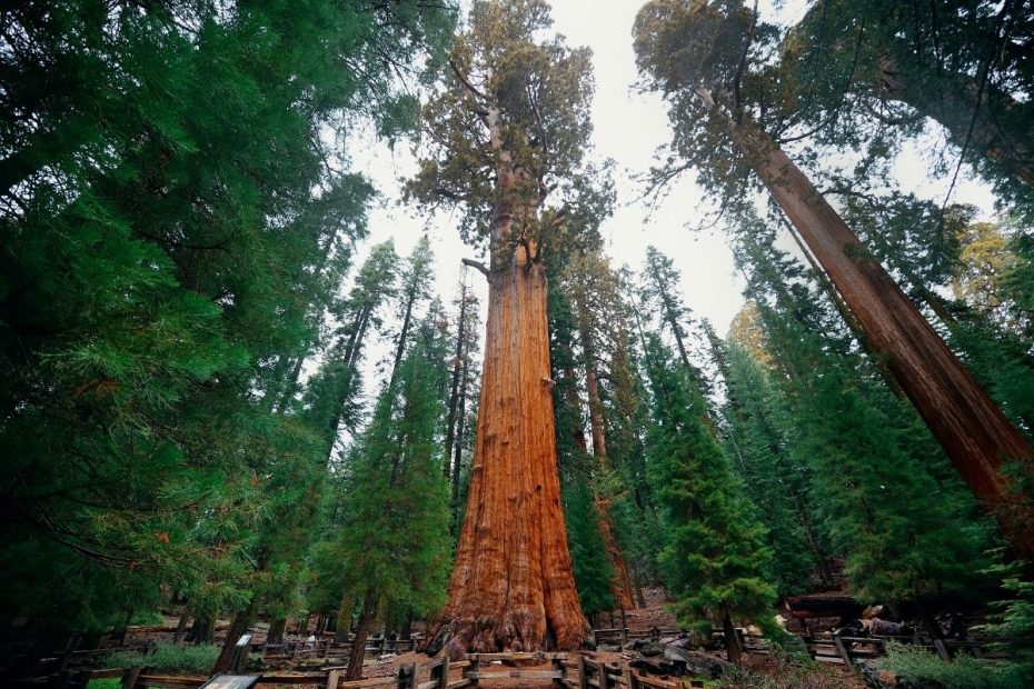 18 Best Hikes in Sequoia National Park for Every Skill Level