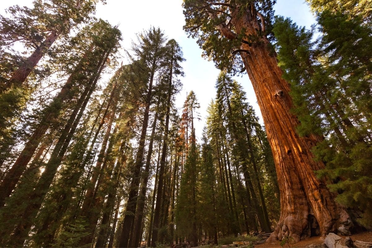 The Absolute Best Time to Visit Sequoia National Park