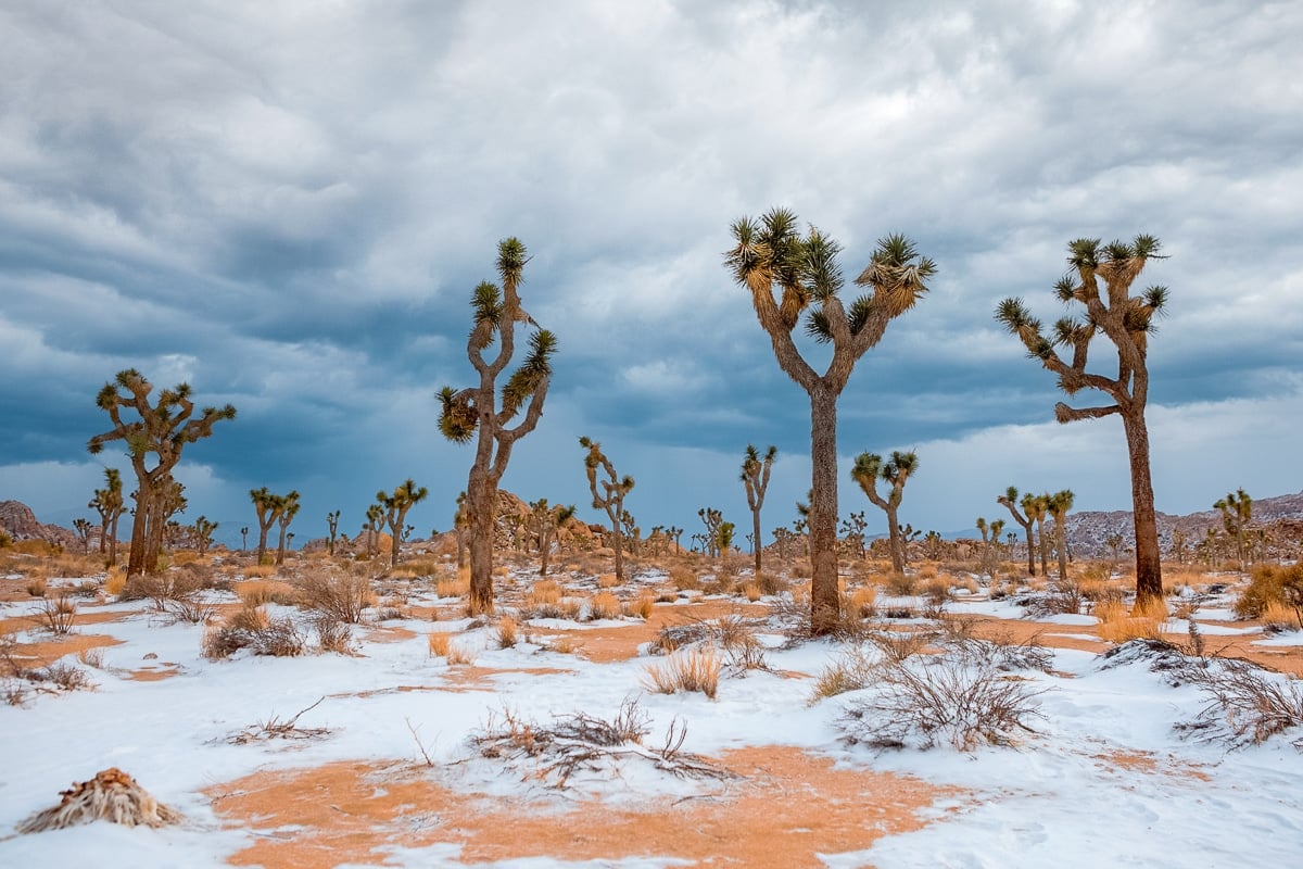 Best One Day in Joshua Tree National Park Itinerary