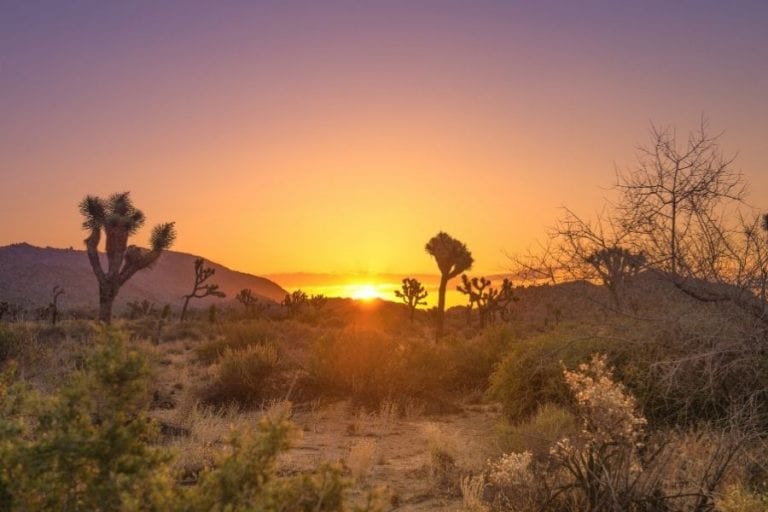 5 Stunning Joshua Tree Sunrise Spots You Need to See