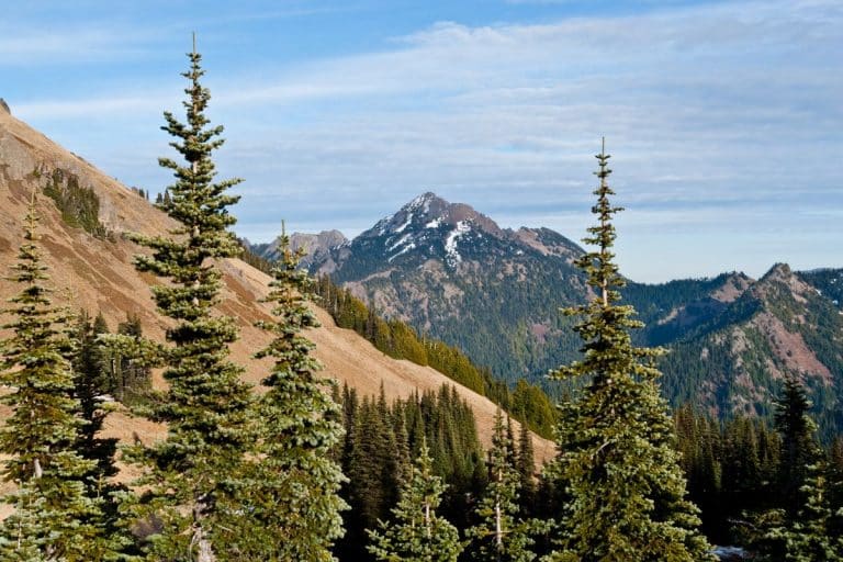 21 Best Olympic National Park Hikes You Must Do