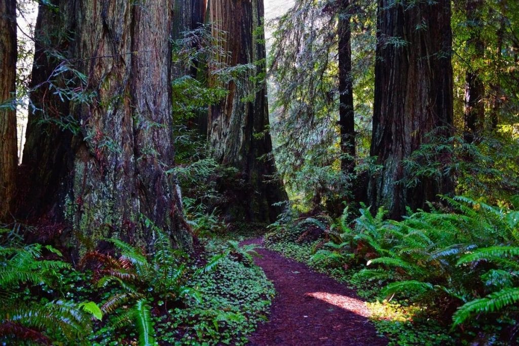 25 Amazing Things to Do at Redwood National Park