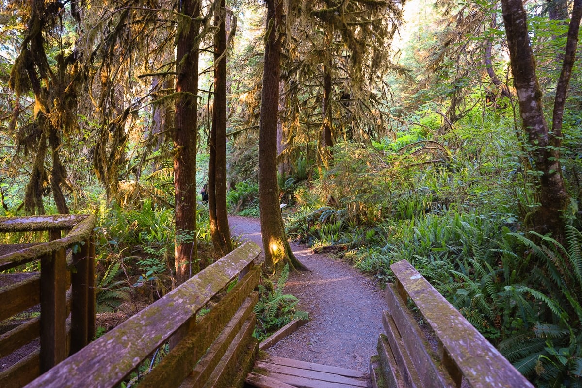 21 Best Olympic National Park Hikes You Must Do