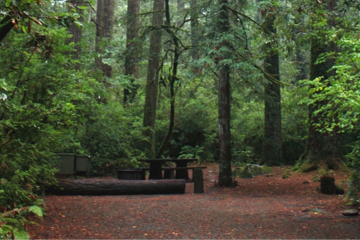 12 Best Hikes in Redwood National Park You Must Do