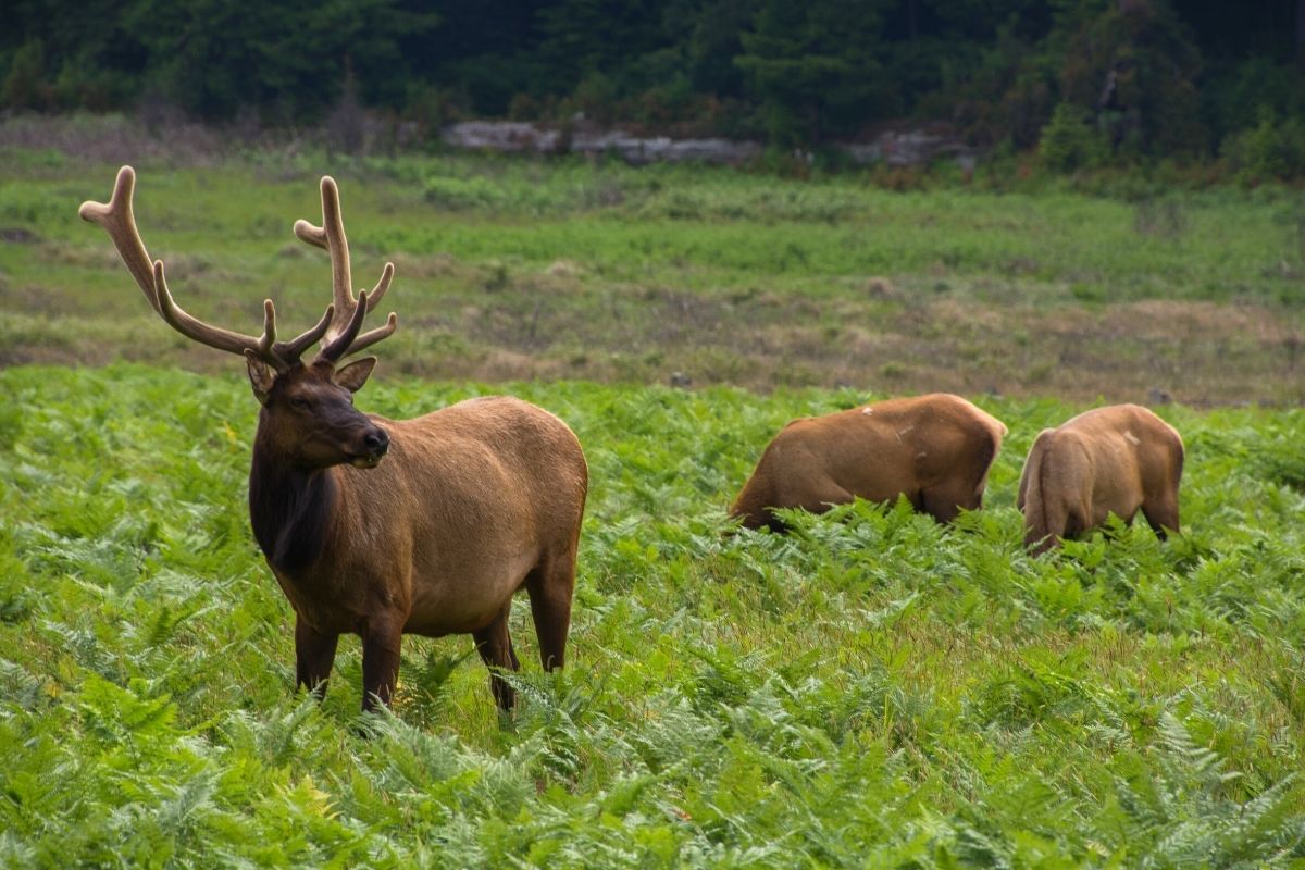 12 Best Hikes in Redwood National Park You Must Do