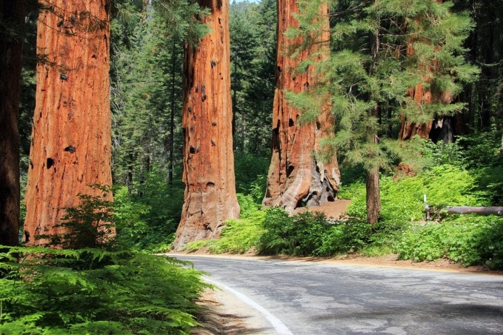 The Absolute Best Time to Visit Sequoia National Park