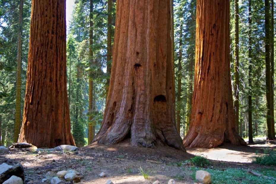 18 Best Hikes in Sequoia National Park for Every Skill Level