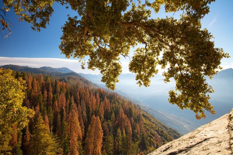 The Absolute Best Time to Visit Sequoia National Park