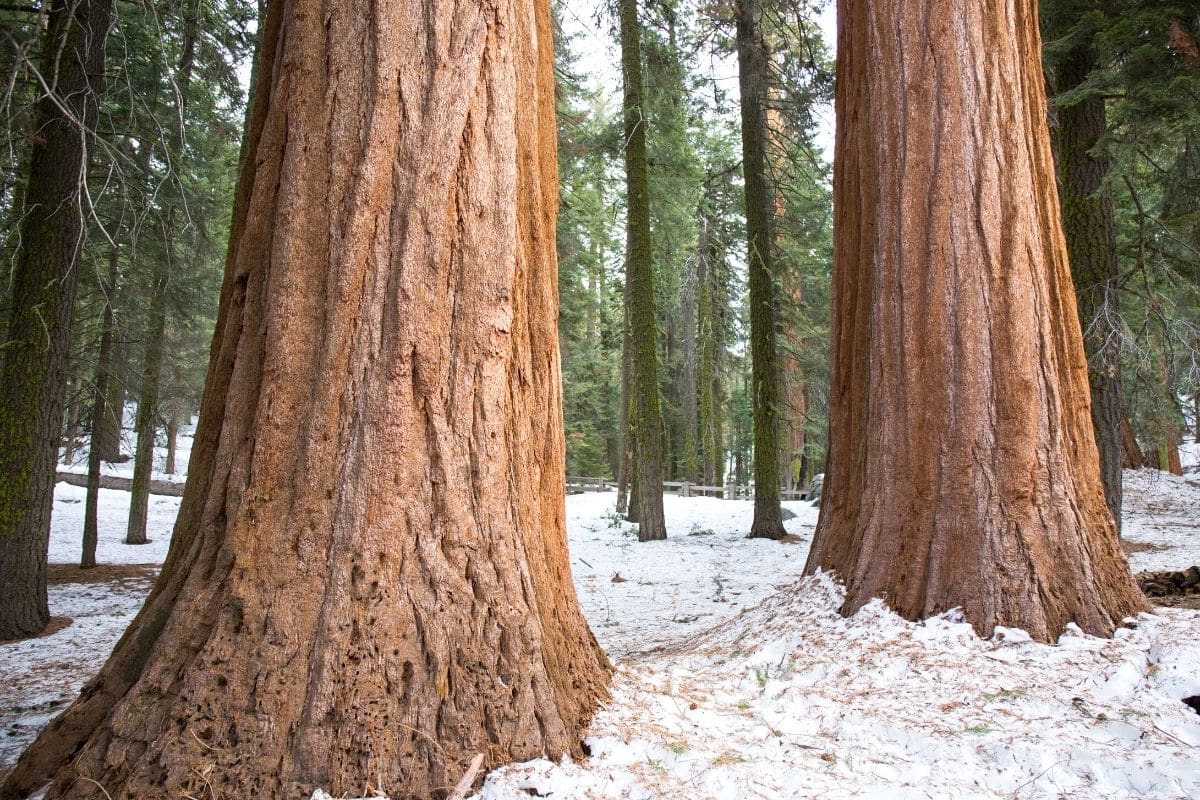 The Absolute Best Time to Visit Sequoia National Park