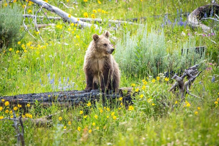 Best Time to Visit Yellowstone National Park: A Season-by-Season Guide