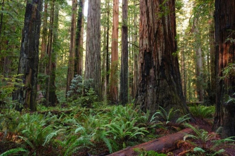 The Ultimate Guide to Visiting Redwood National Park