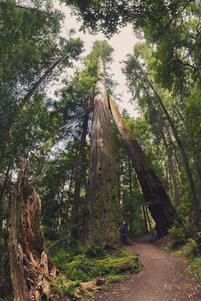 12 Best Hikes in Redwood National Park You Must Do