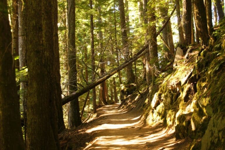25 Best Hikes in Mount Rainier National Park