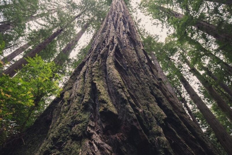 The Ultimate Guide to Visiting Redwood National Park